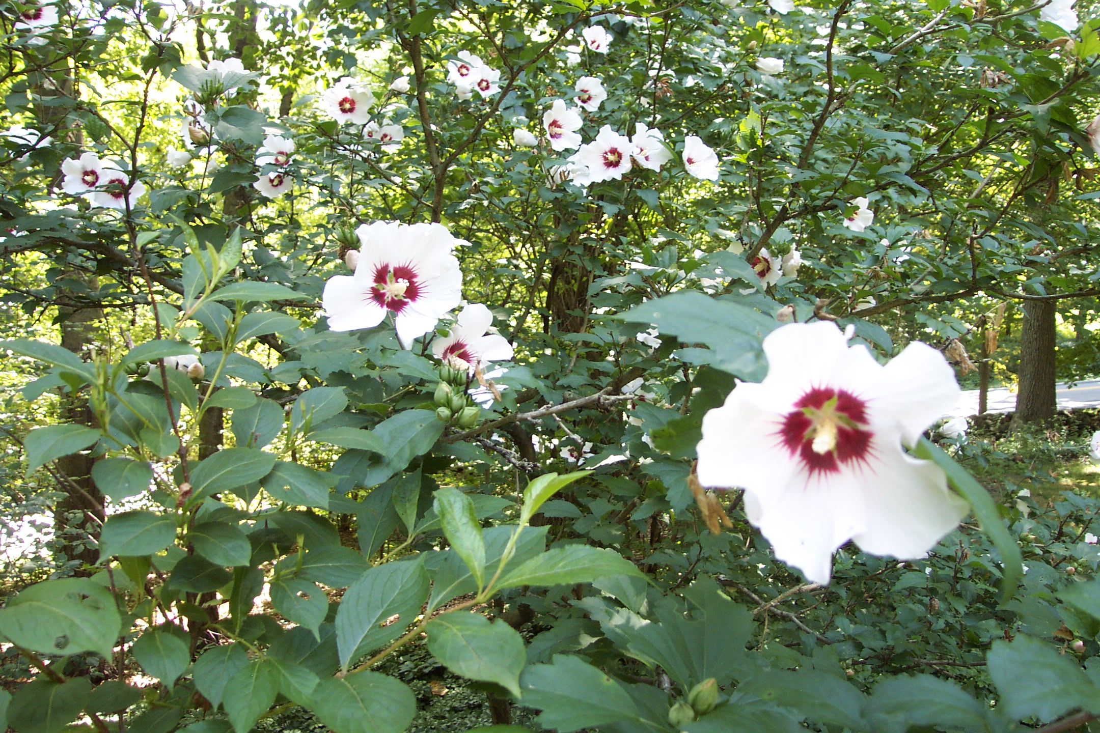 Hibiscus syriacus (Rose-of-Sharon)